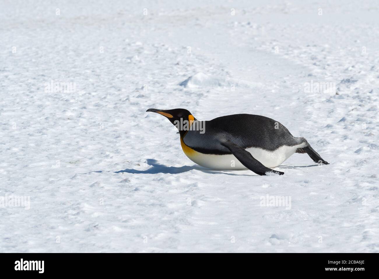 King Penguin (Aptenodytes patagonicus) sliding on the belly on snow ...
