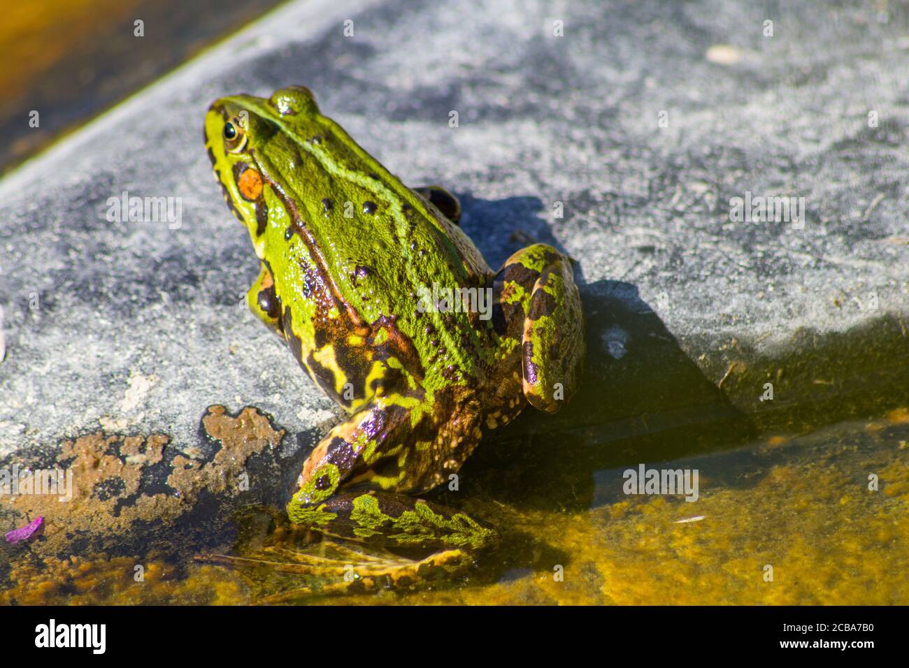 Overhead view frog on green hi-res stock photography and images - Alamy
