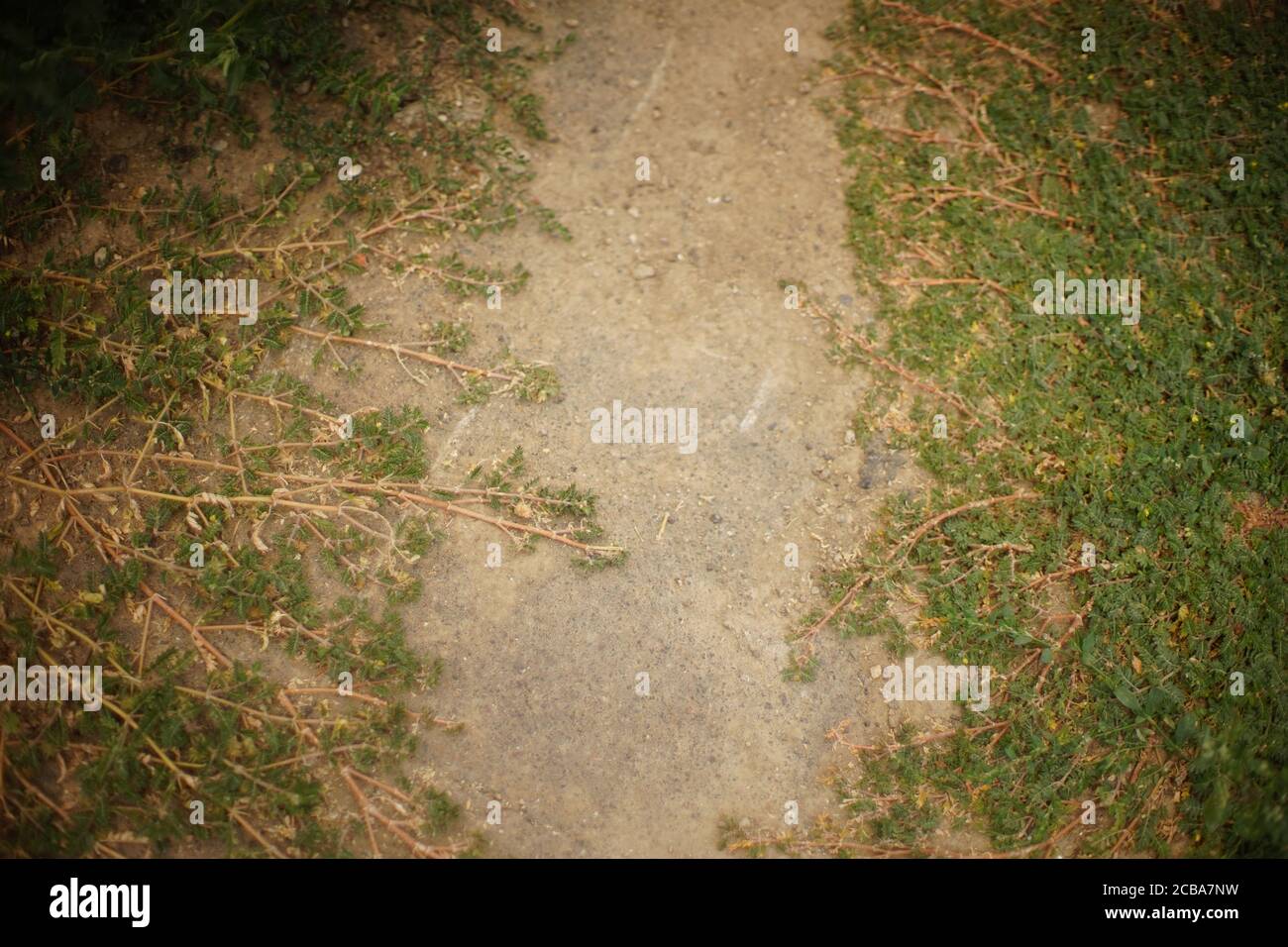Ground path with low grass around. Top view Stock Photo - Alamy
