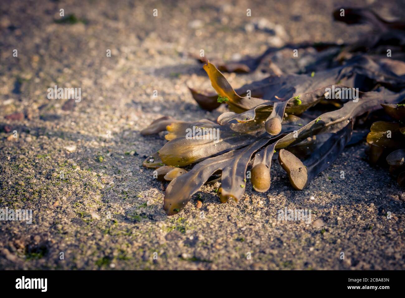 Seaweed fucus serratus hi-res stock photography and images - Alamy