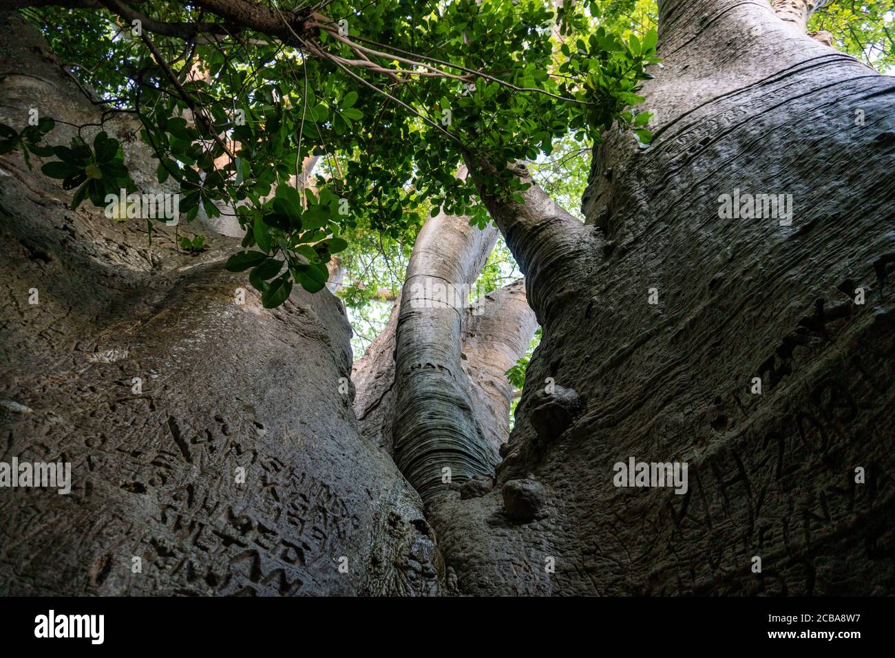 Bottom view on a Crown of Giant Baobab tree, the bigest Baobab in East ...