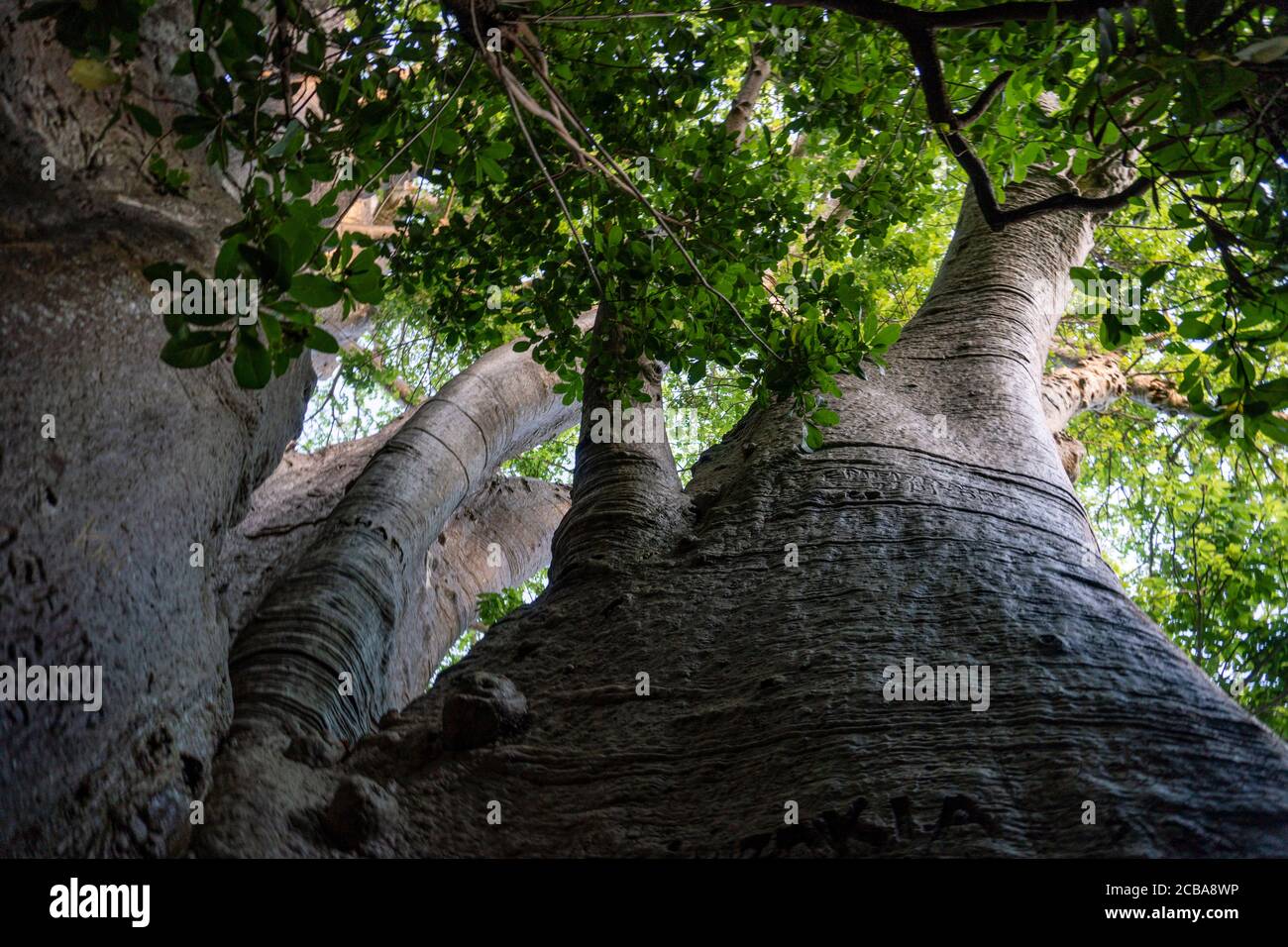 Bottom view on a Crown of Giant Baobab tree, the bigest Baobab in East ...