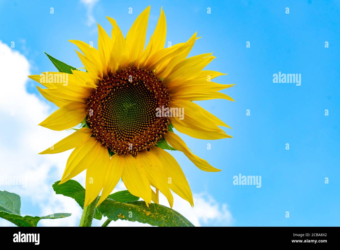 Sunflower at the blue sky background, view from bottom Stock Photo - Alamy