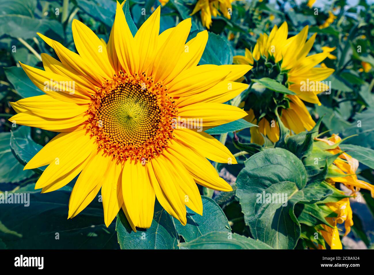 Sunflower oil crop hi-res stock photography and images - Alamy