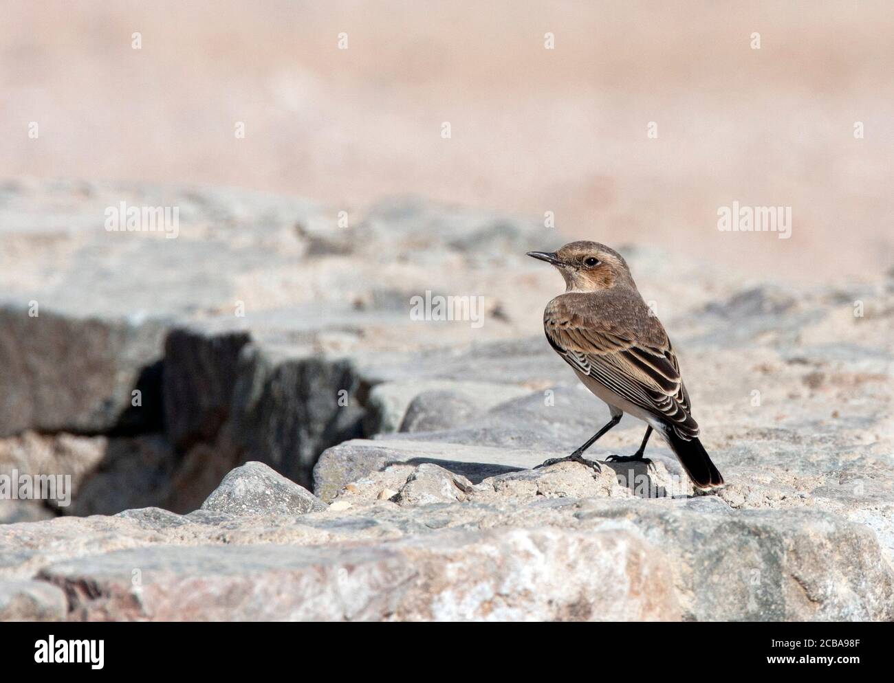 Black eared wheatear autumn hi-res stock photography and images - Alamy