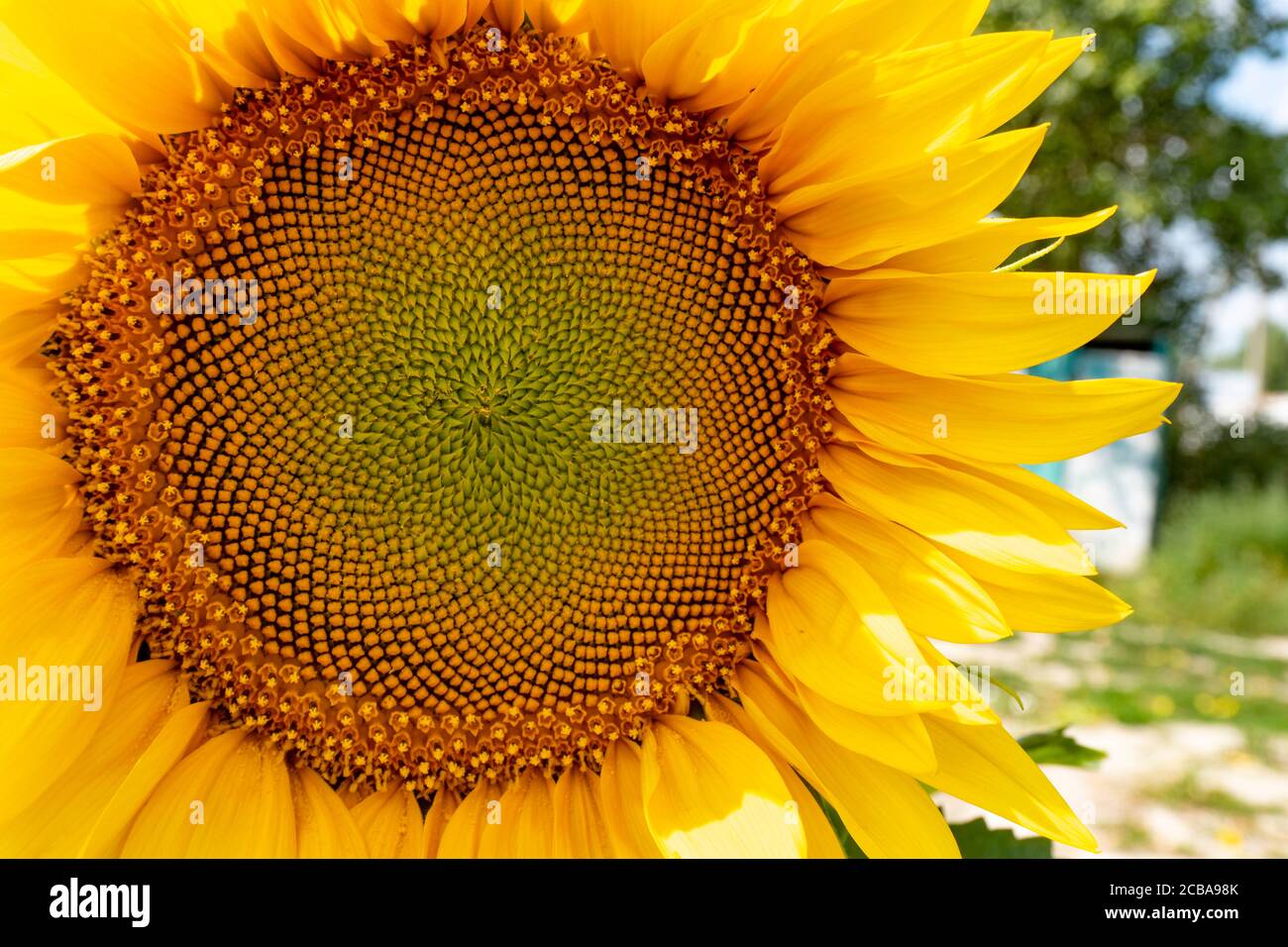 Sunflower oil crop hi-res stock photography and images - Alamy