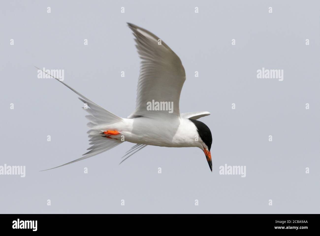 forster's tern (Sterna forsteri), Adult in flight, USA, New Jersey ...
