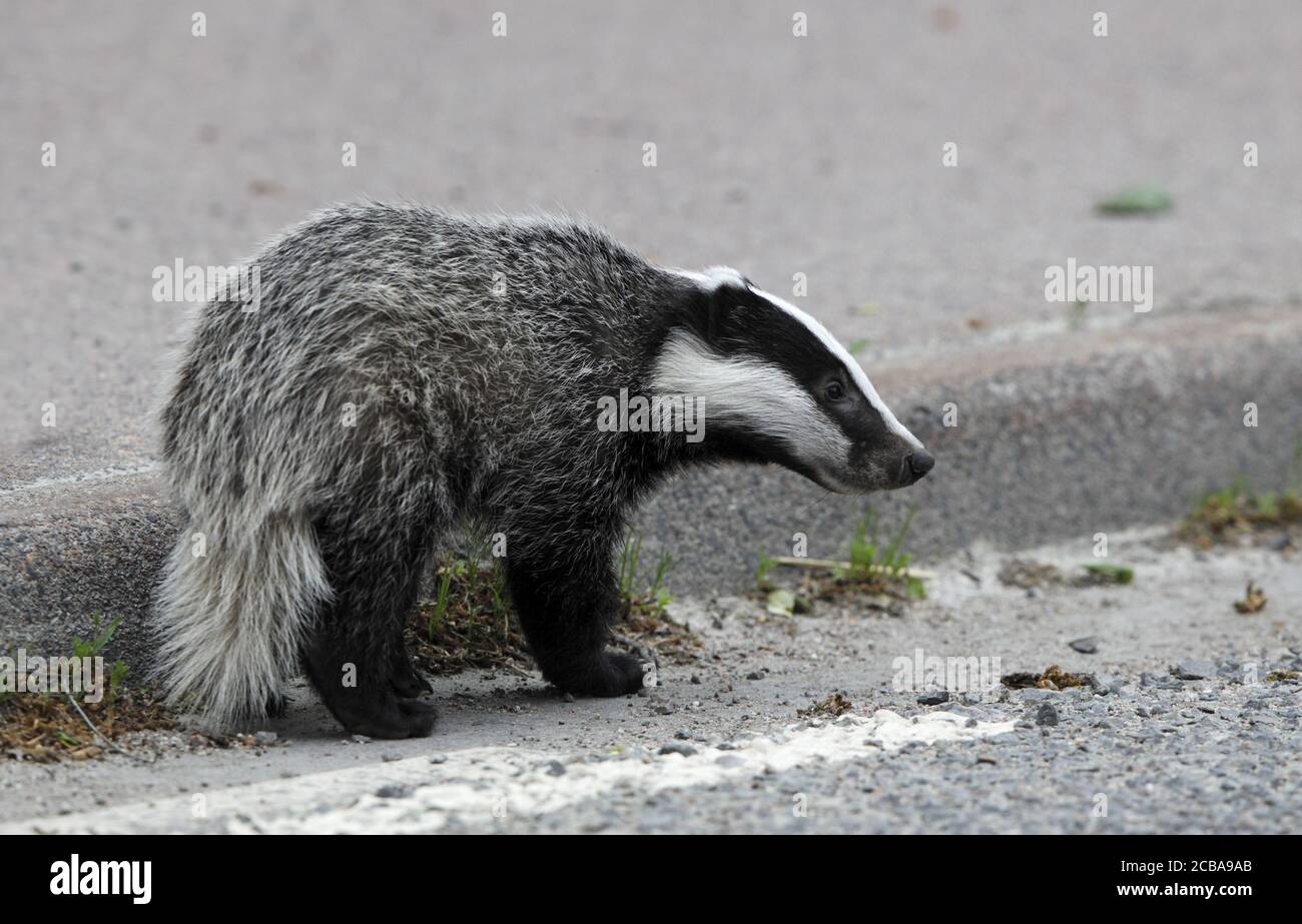Juvenile badger hi-res stock photography and images - Alamy