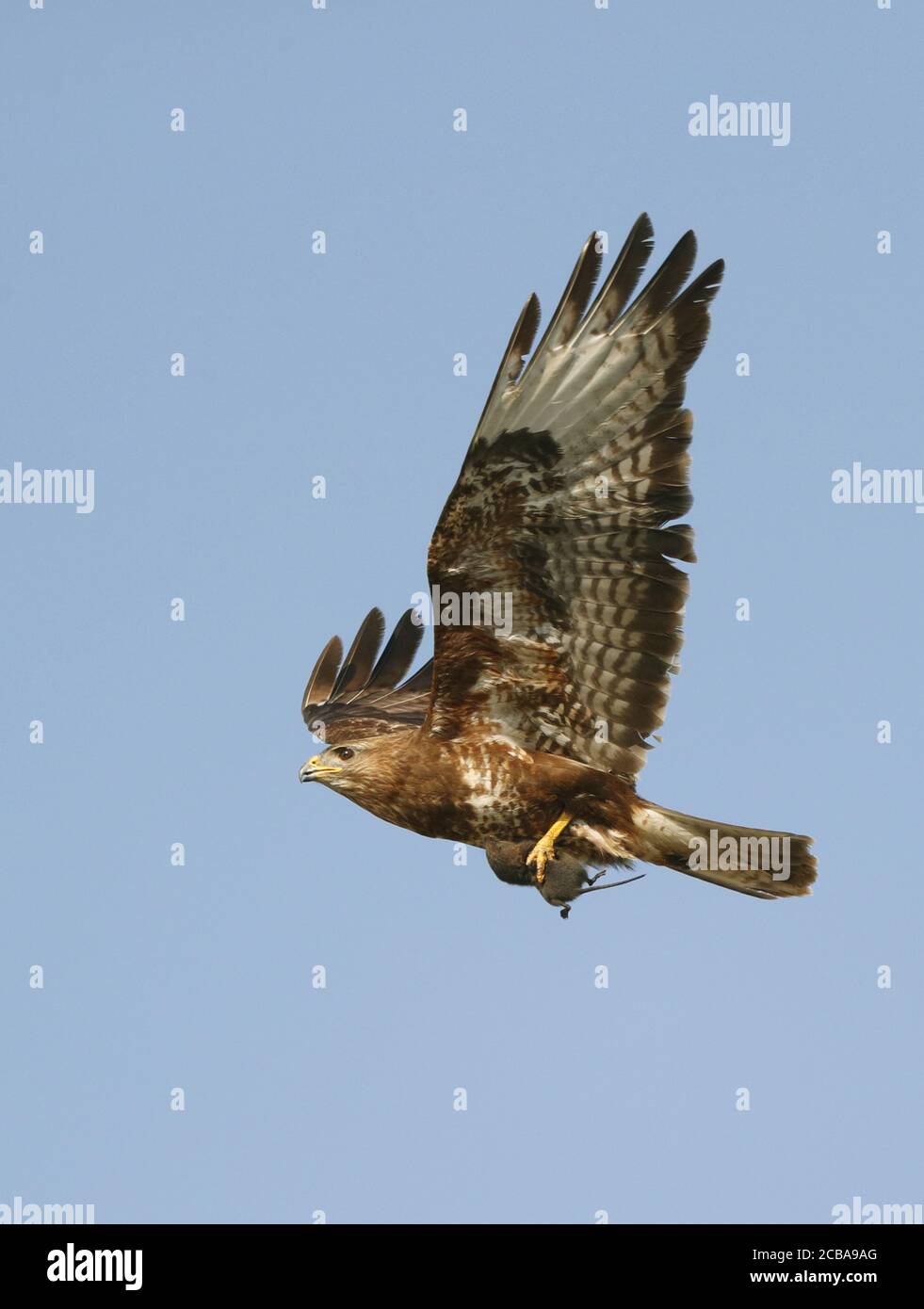 Eurasian buzzard (Buteo buteo), in flight with mouse as prey, Denmark ...
