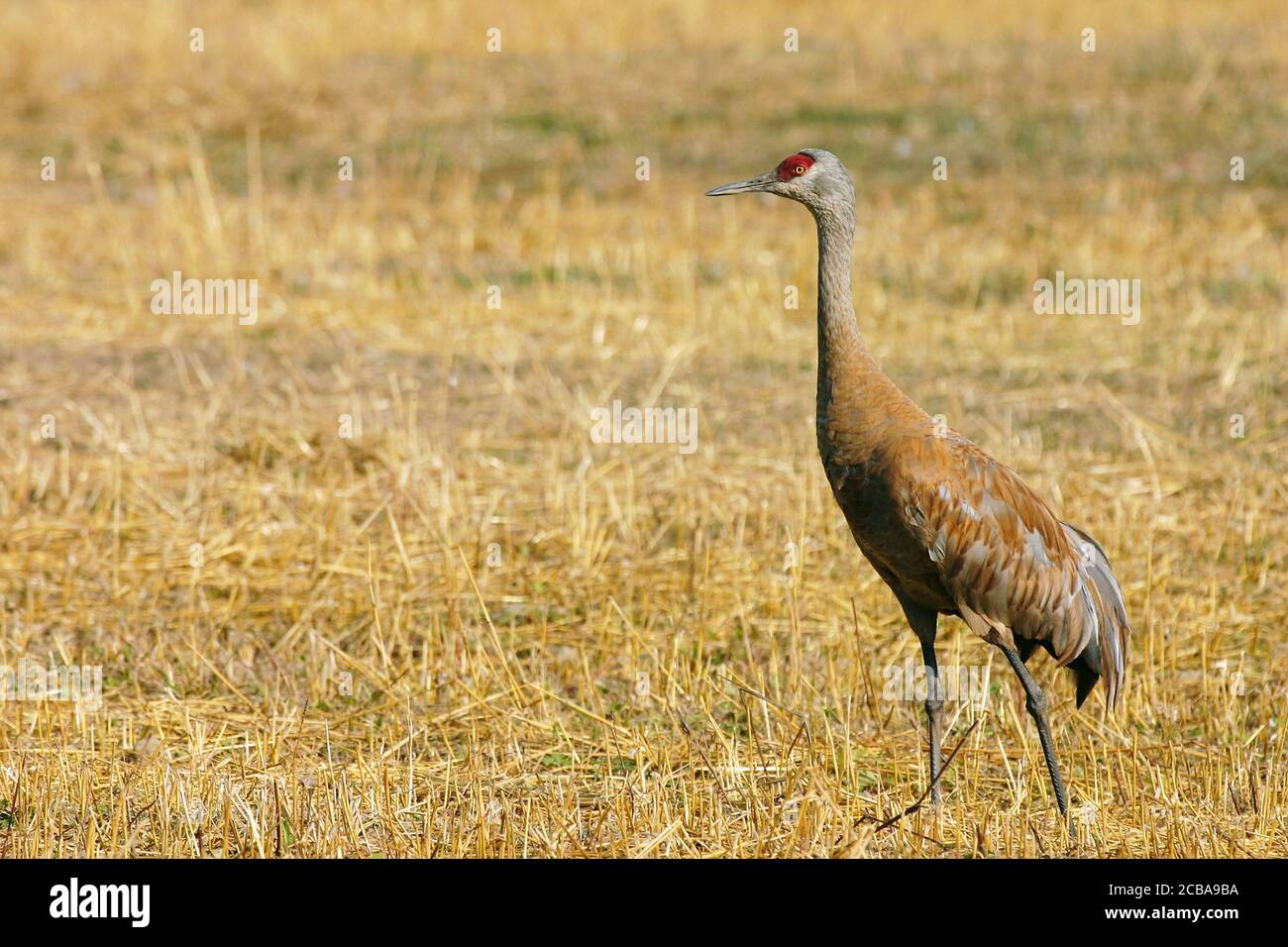 sandhill crane (Grus canadensis canadensis, Antigone canadensis ...
