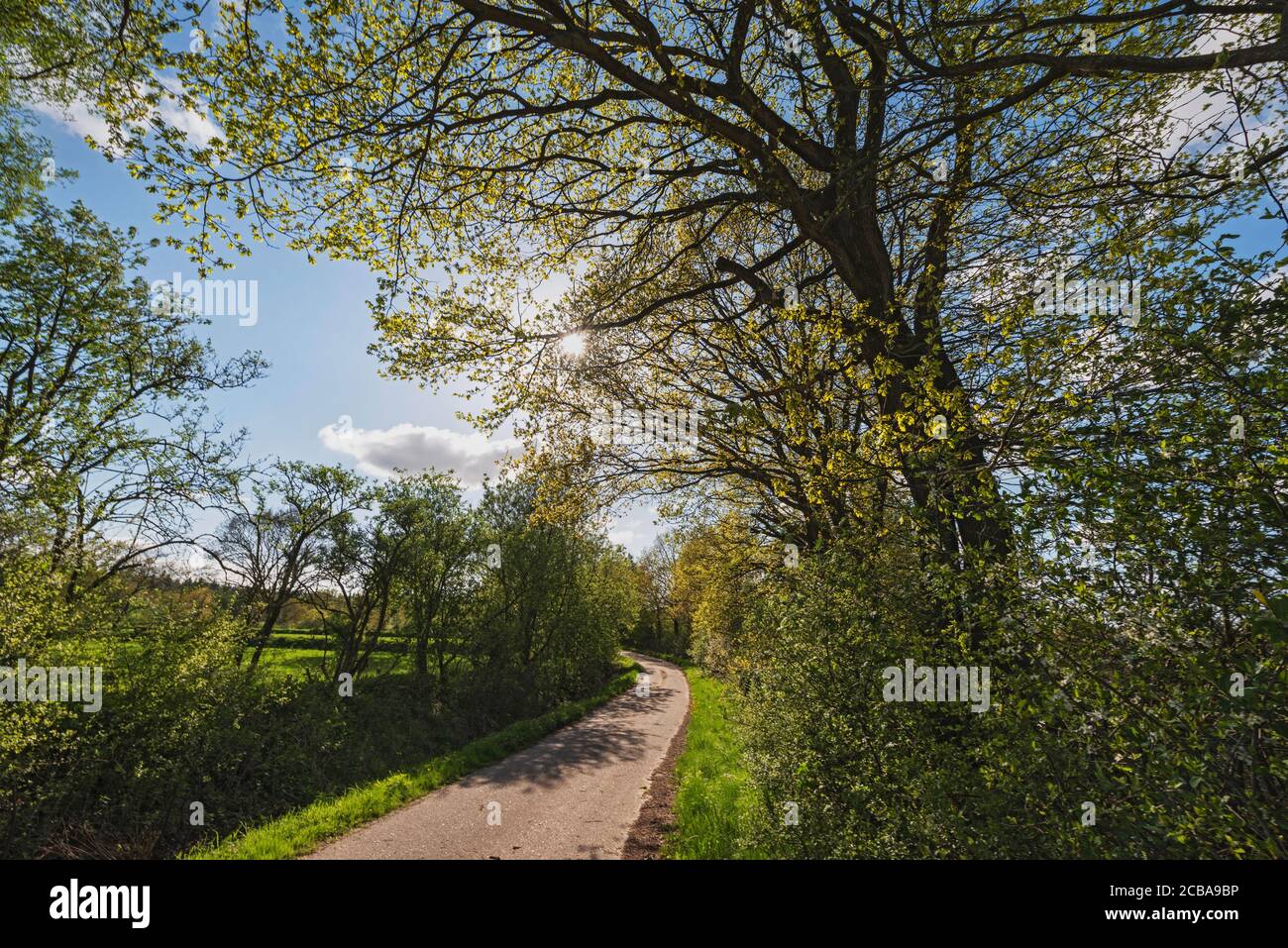 hedge bank in spring, Germany, Schleswig-Holstein Stock Photo - Alamy