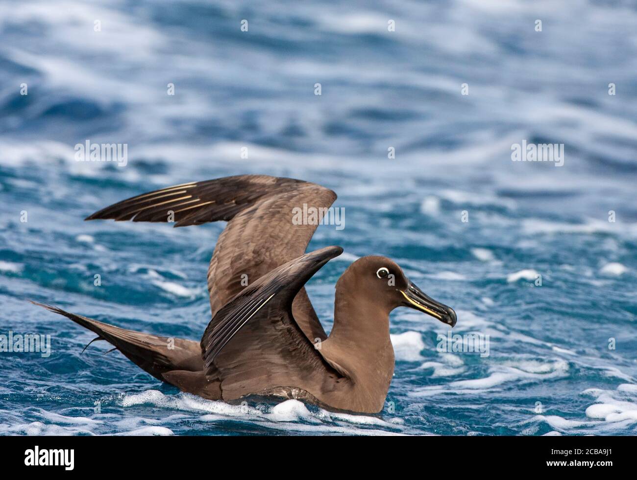 sooty albatross (Phoebetria fusca), swimming with outstretched wings ...
