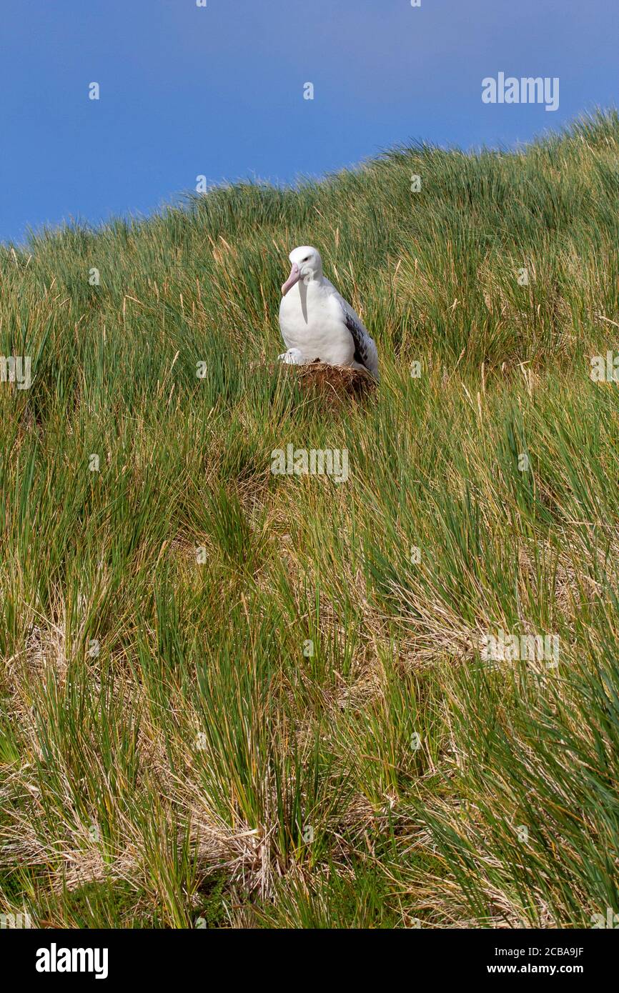 Juvenile wandering albatross chick hi-res stock photography and images ...