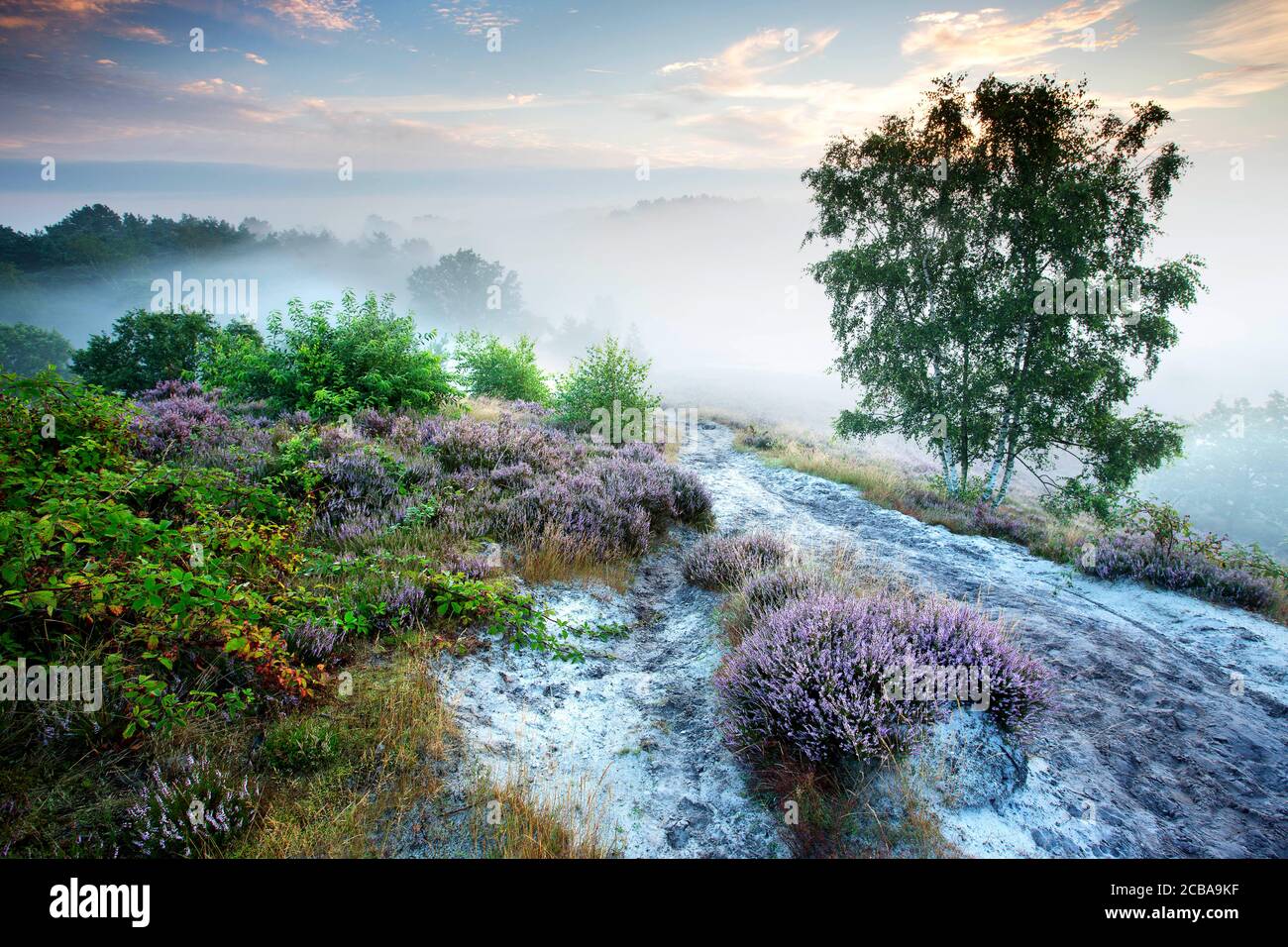 Common Heather, Ling, Heather (Calluna vulgaris), Brunssummerheide at ...