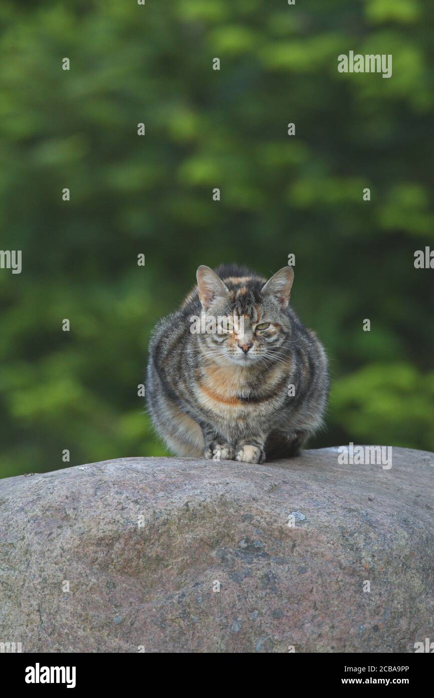 domestic cat, house cat (Felis silvestris f. catus), perched on a rock ...