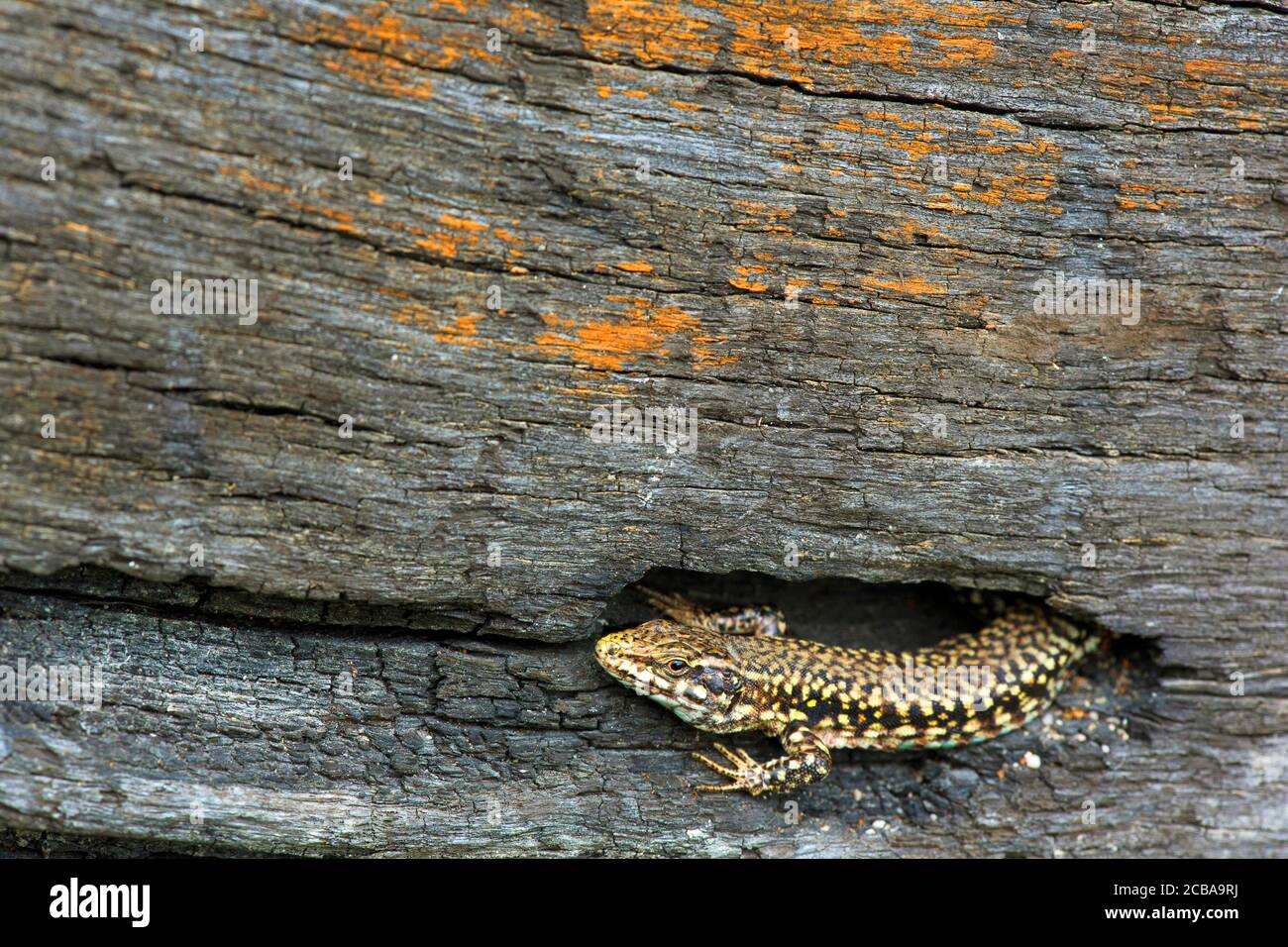 Common lizard in dead wood hi-res stock photography and images - Alamy