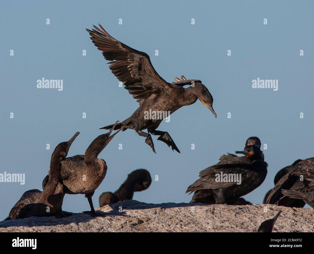 Cape cormorant (Phalacrocorax capensis), landing in a bird colony at ...