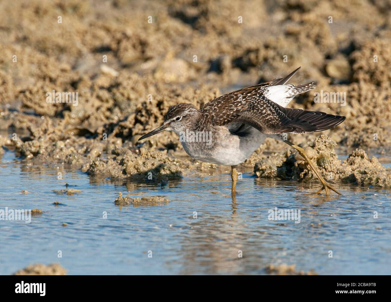 wood sandpiper (Tringa glareola), First winter Wood Sandpiper showing ...