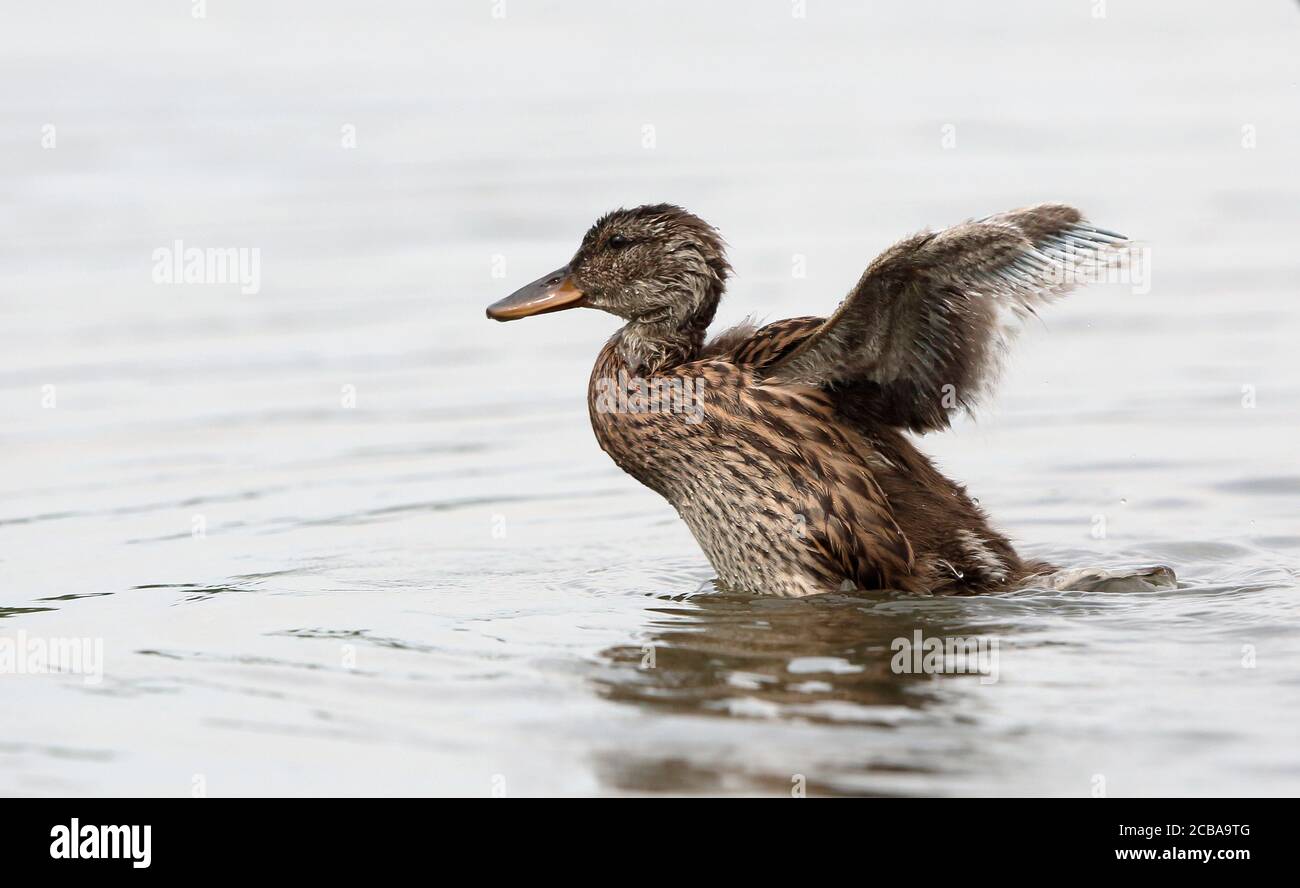 Gadwall wing hi-res stock photography and images - Alamy