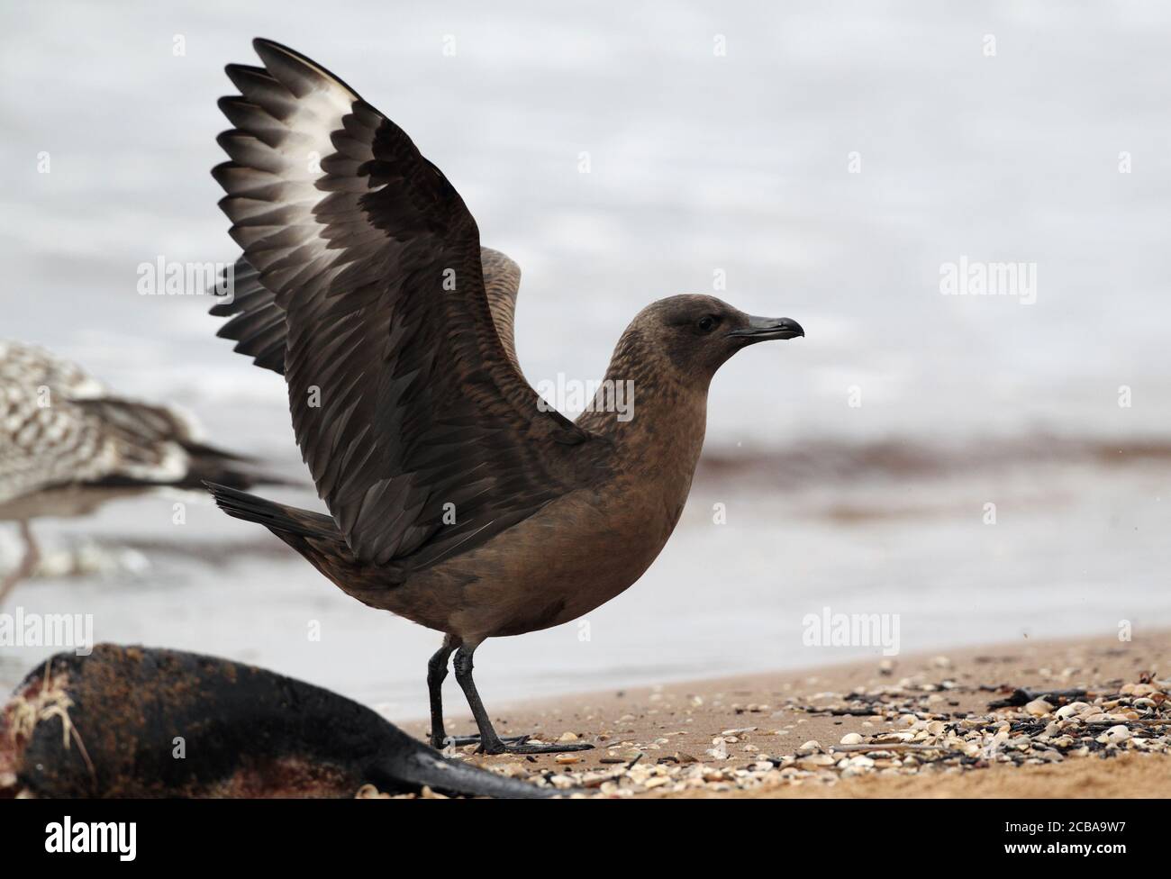 Great skua (Stercorarius skua, Catharacta skua), First-winter dark ...