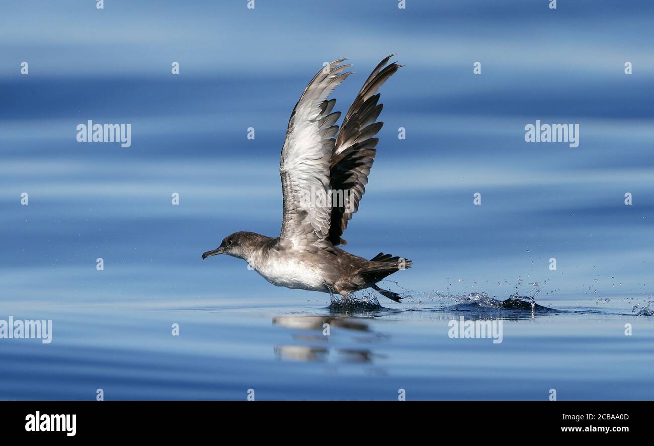 Balearic Shearwater (Puffinus mauretanicus), taking off from the water ...