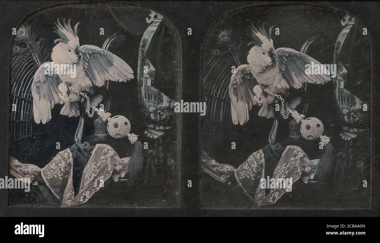 Still-Life with Cockatoo, Ornamental Ball, Lace, Peacock Feathers ...