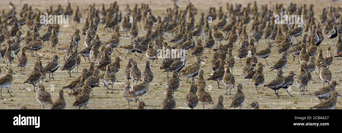 European golden plover (Pluvialis apricaria), huge flock standing on ...