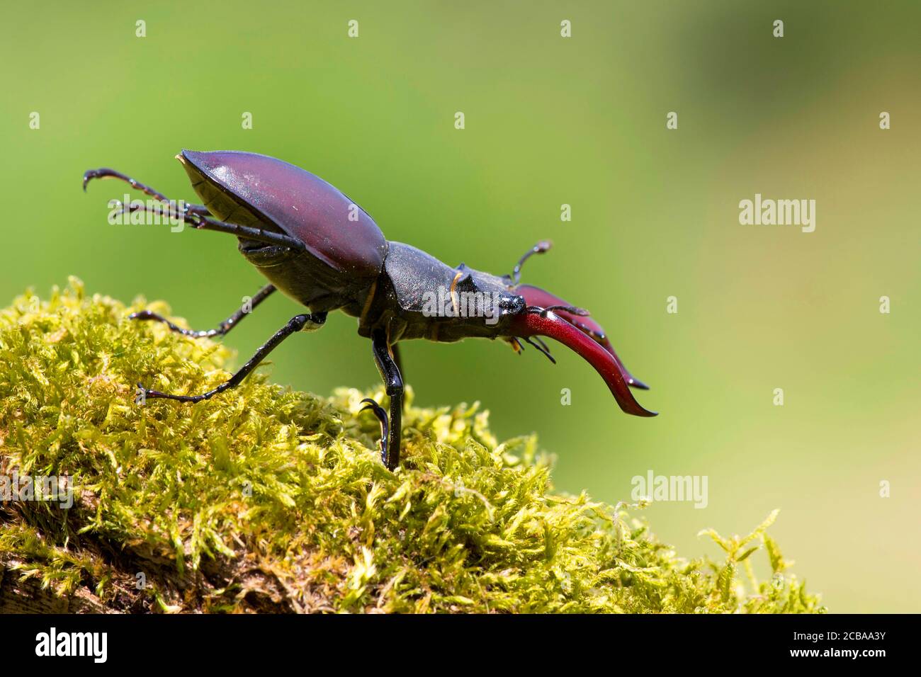 Stag Beetle European Stag Beetle Lucanus Cervus Male Stag Beetle On Mossy Branch
