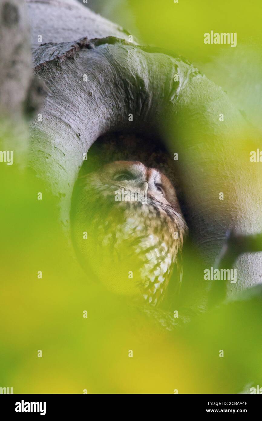 Eurasian tawny owl (Strix aluco), roosting at daytime in a knothole in ...