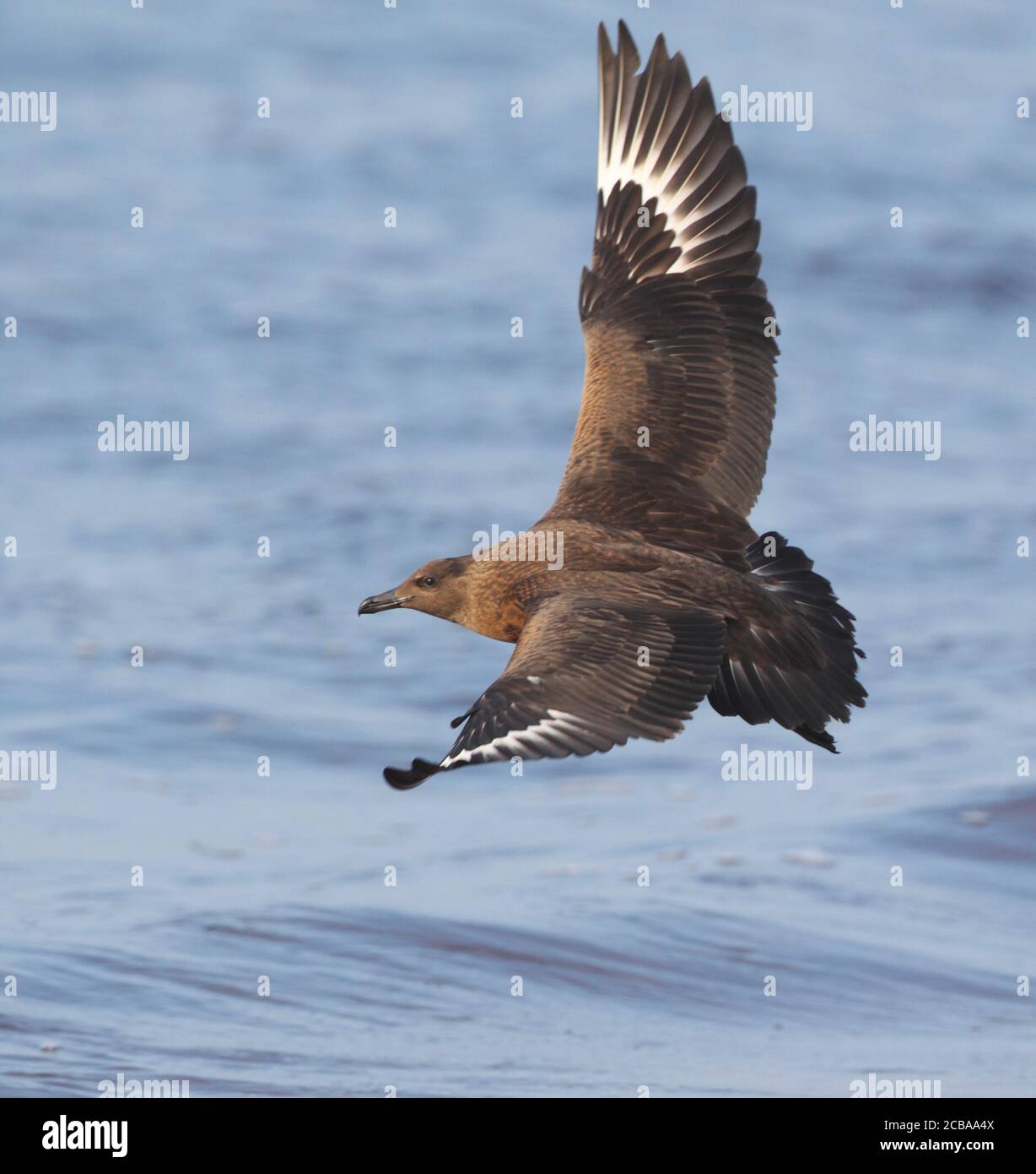 Great skua (Stercorarius skua, Catharacta skua), First-winter flying ...