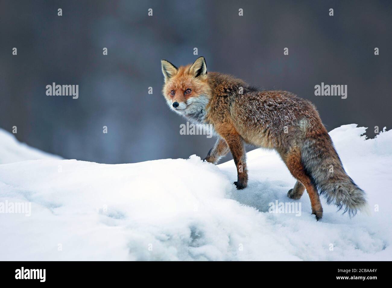 Red fox in snow hi-res stock photography and images - Alamy