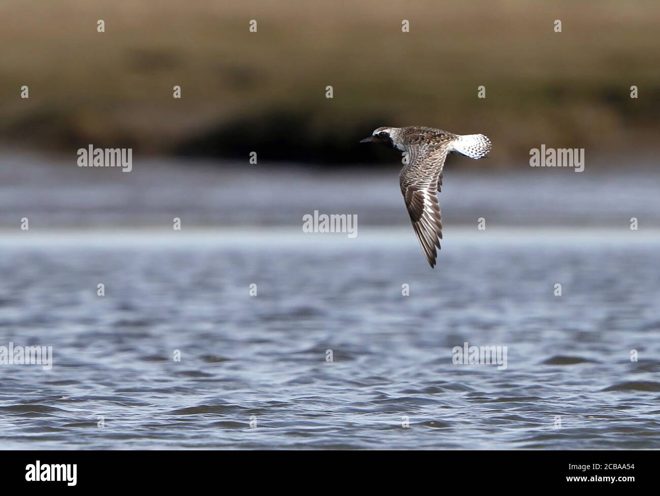 Grey plover flight hi-res stock photography and images - Alamy