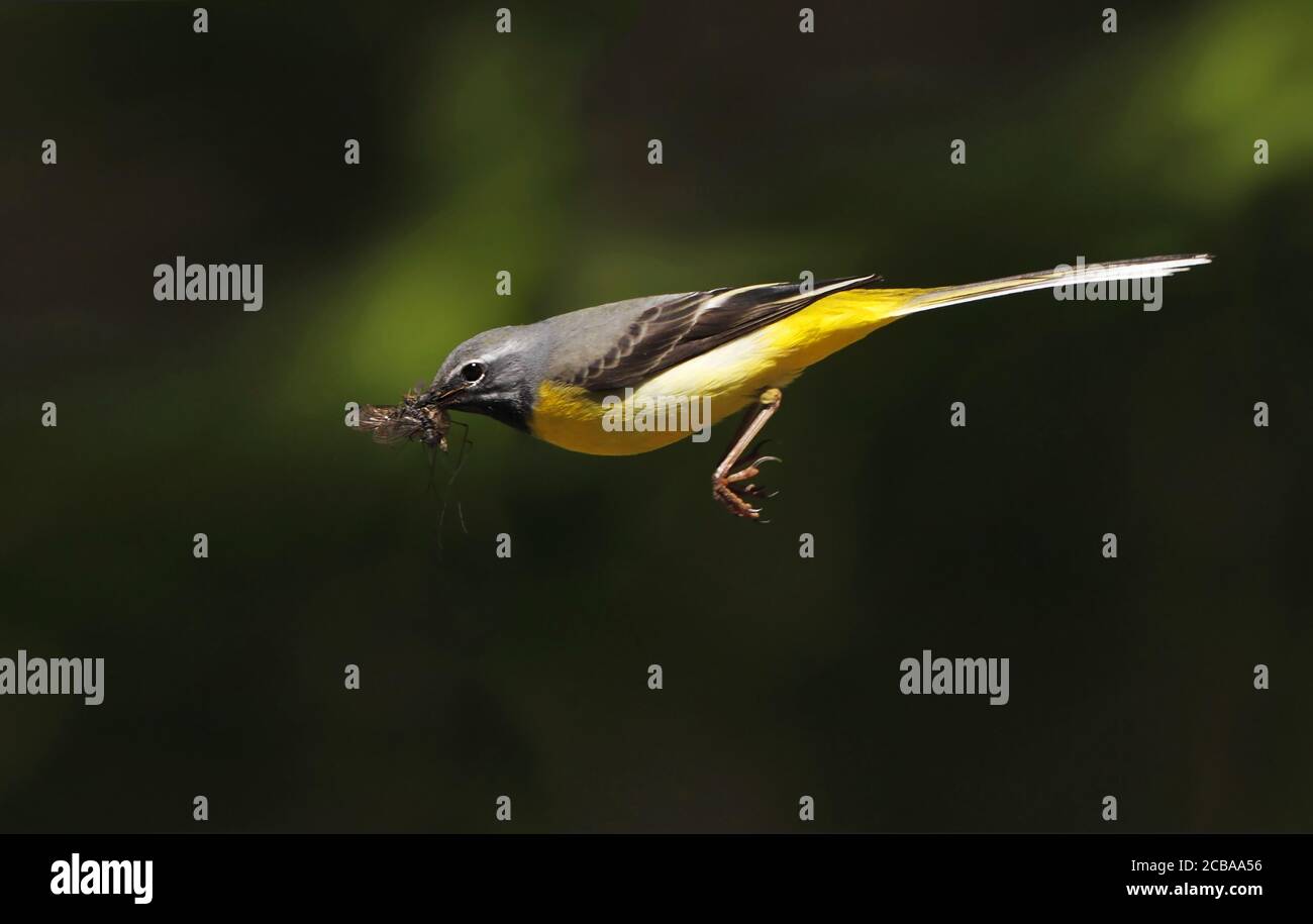 Grey wagtails flying hi-res stock photography and images - Alamy