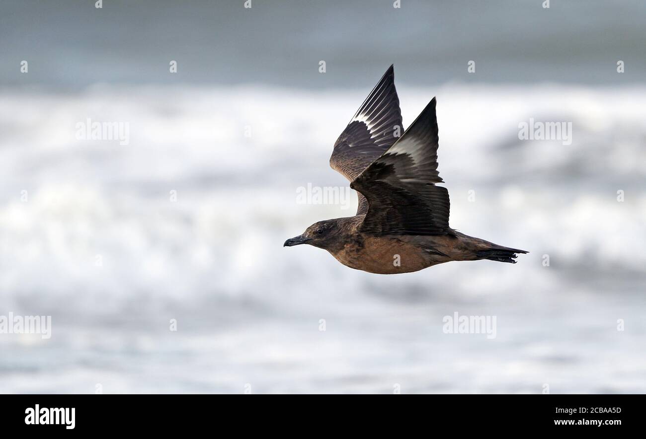 Great skua (Stercorarius skua, Catharacta skua), First-winter flying ...