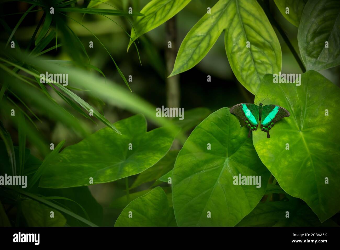 Beautiful butterfly swallowtail buterfly, Papilio palinurus in tropical ...