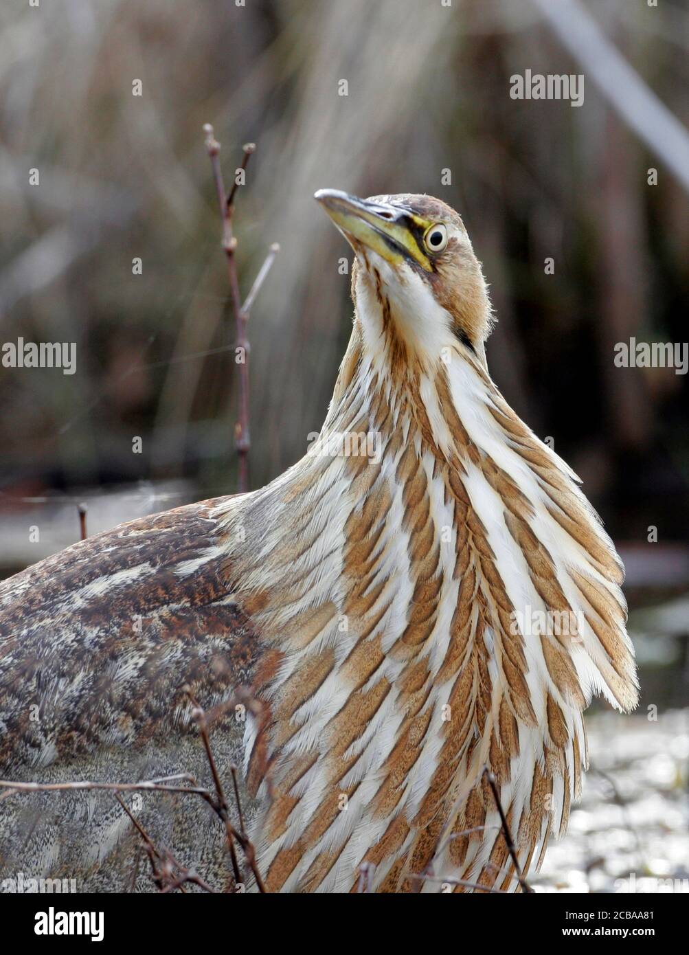 American bittern (Botaurus lentiginosus), half-length portrait, looking ...