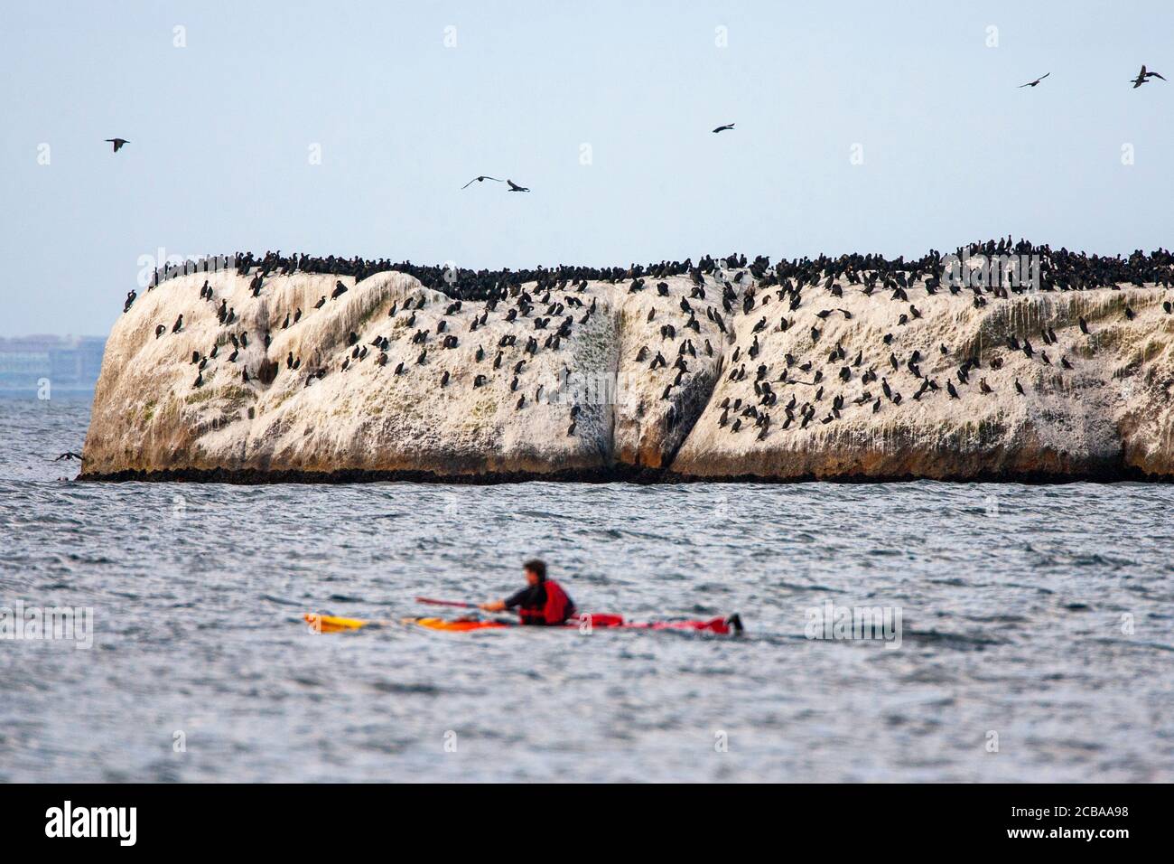 Paddling bird hi-res stock photography and images - Alamy
