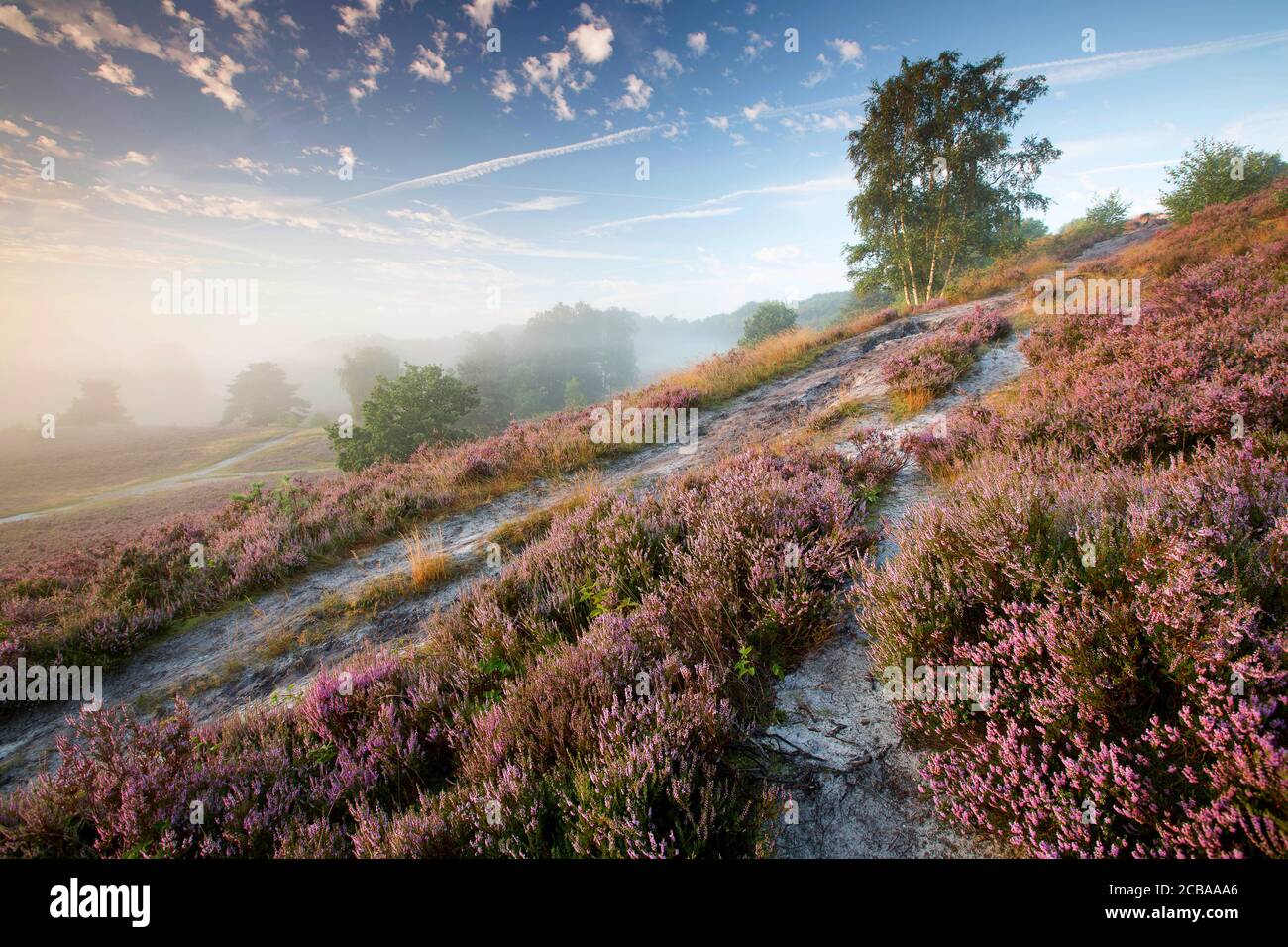 Common Heather, Ling, Heather (Calluna vulgaris), Brunssummerheide at ...