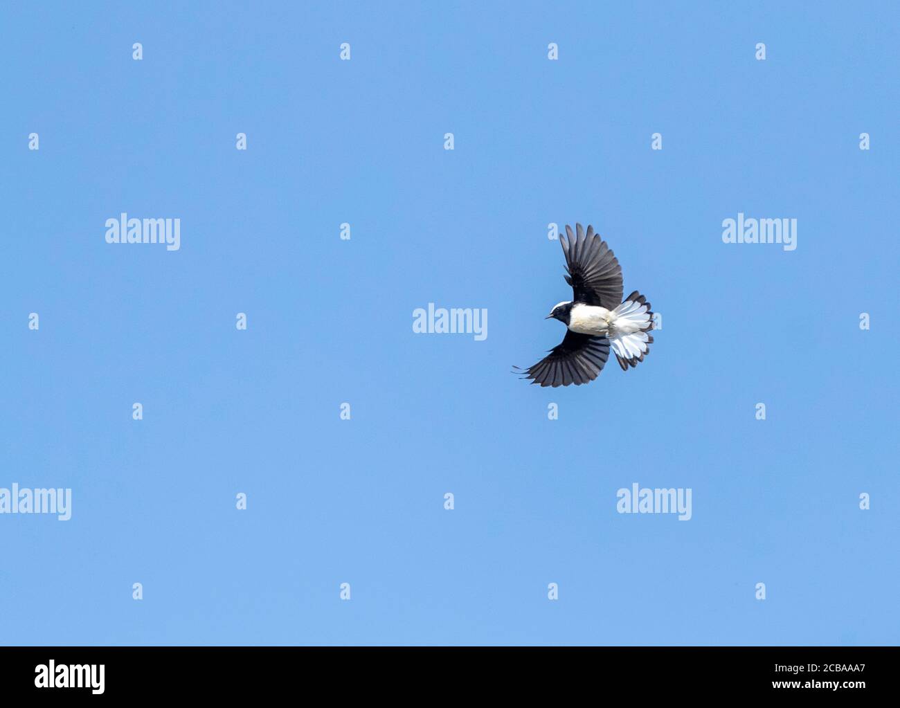 cyprus wheatear (Oenanthe cypriaca), in flight in the blue sky, view ...