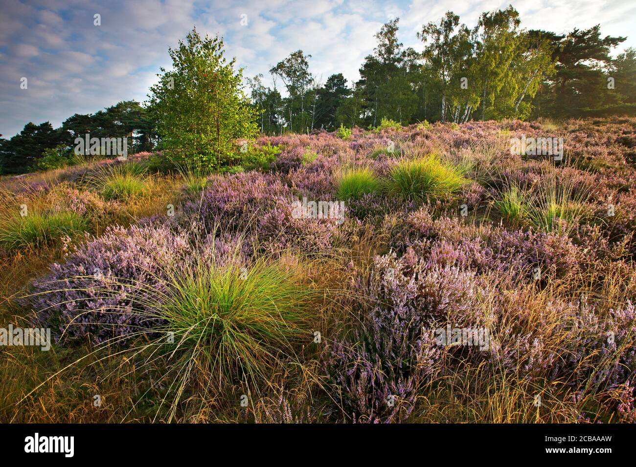 Common Heather, Ling, Heather (Calluna vulgaris), Brunssummerheide at ...