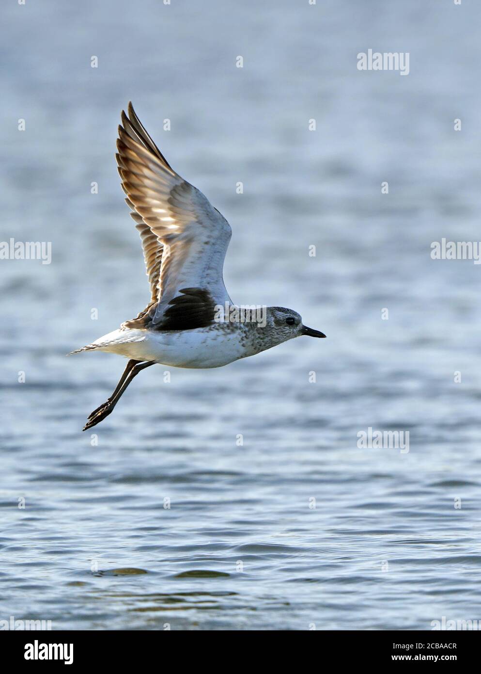 grey plover (Pluvialis squatarola), in flight, Denmark Stock Photo - Alamy
