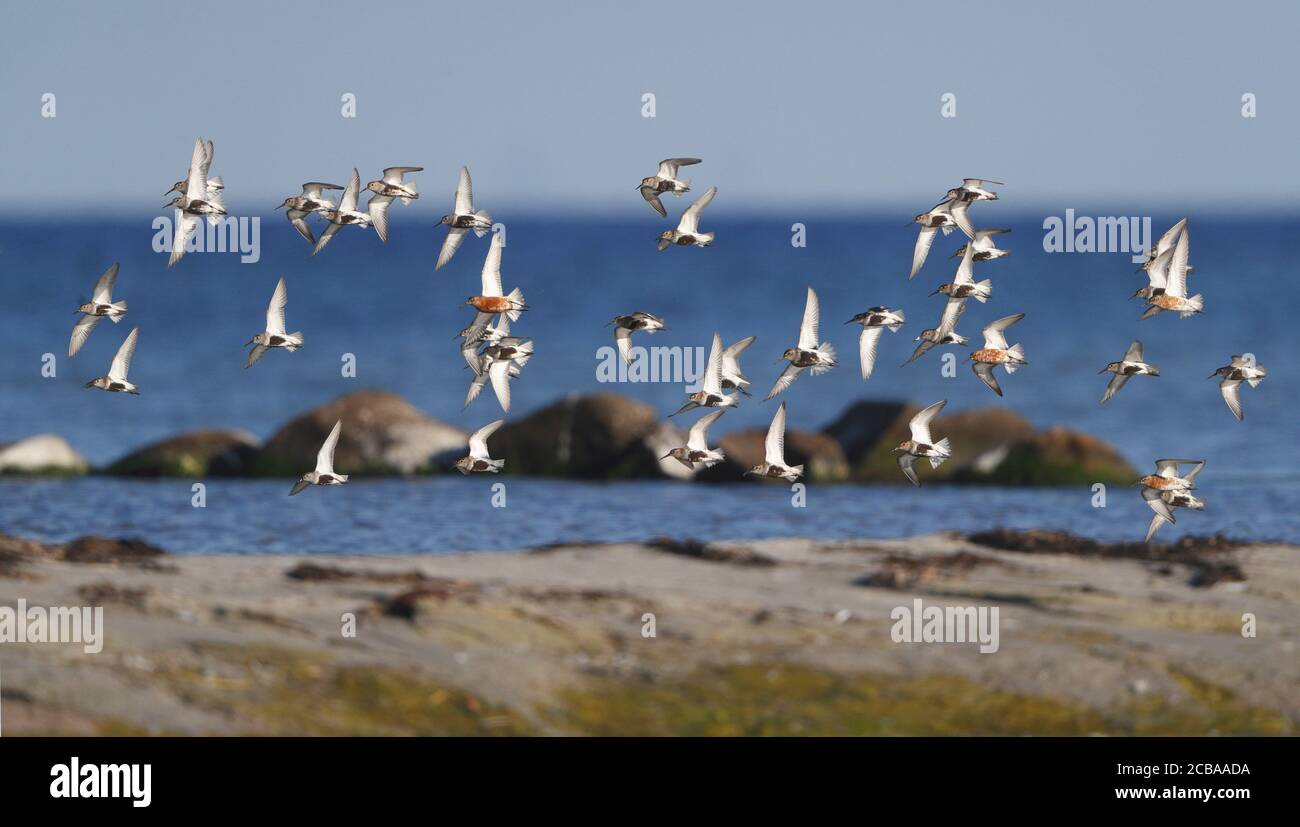 curlew sandpiper (Calidris ferruginea), adult with Dunlins flying along ...