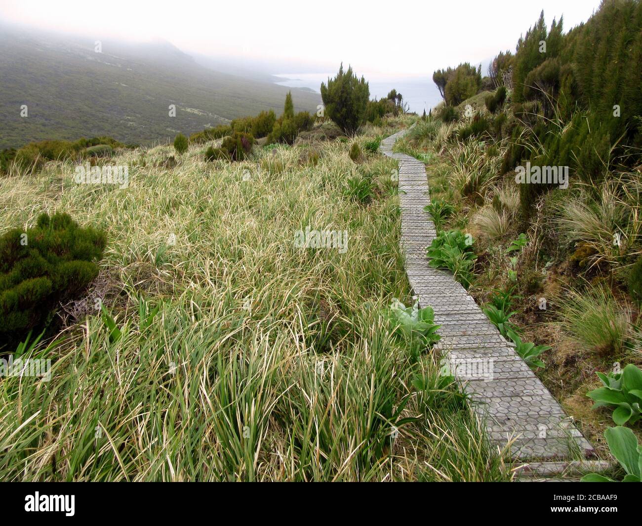 royal albatross (Diomedea epomophora), boardwalk to the breeding colony ...