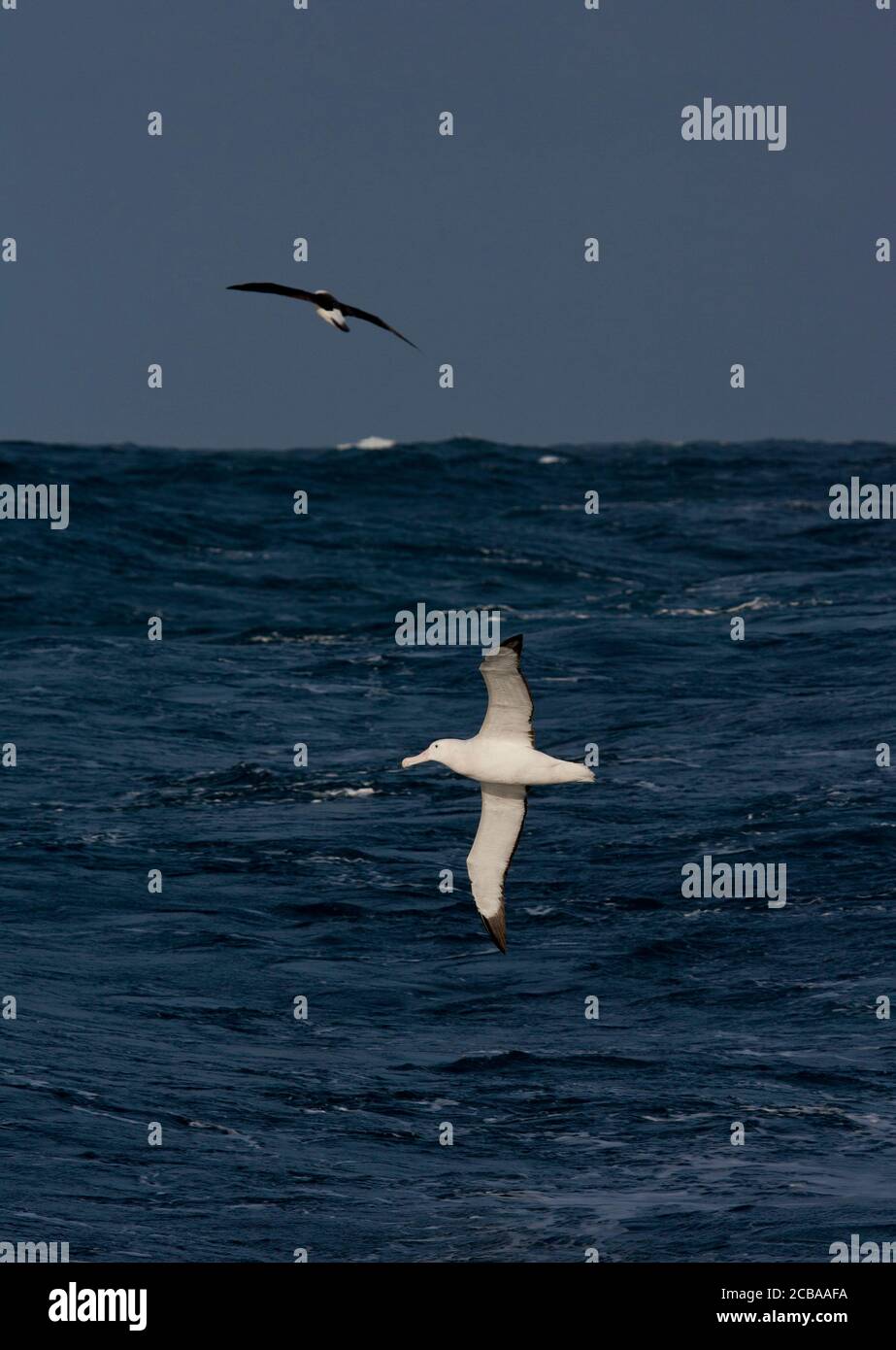 Albatros volando hi-res stock photography and images - Alamy