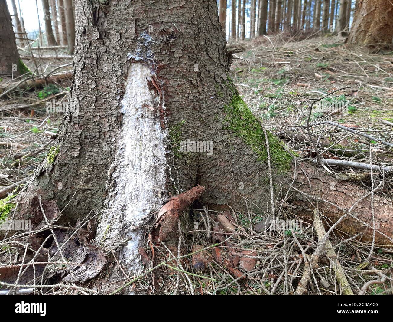 Damage to the tree hi-res stock photography and images - Alamy