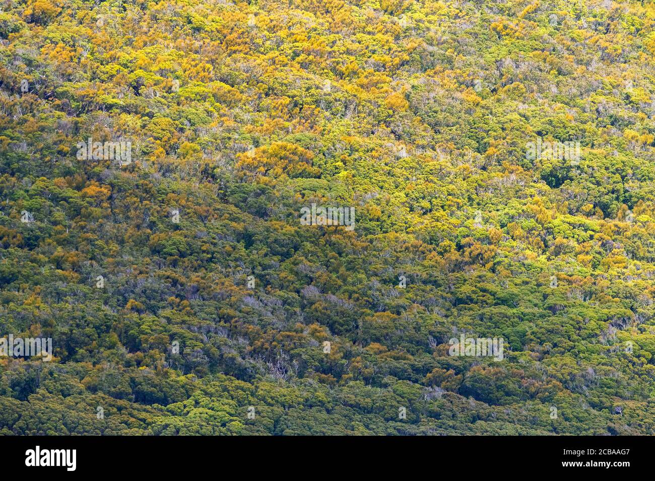 Densely Wooded Hillside High Resolution Stock Photography and Images ...