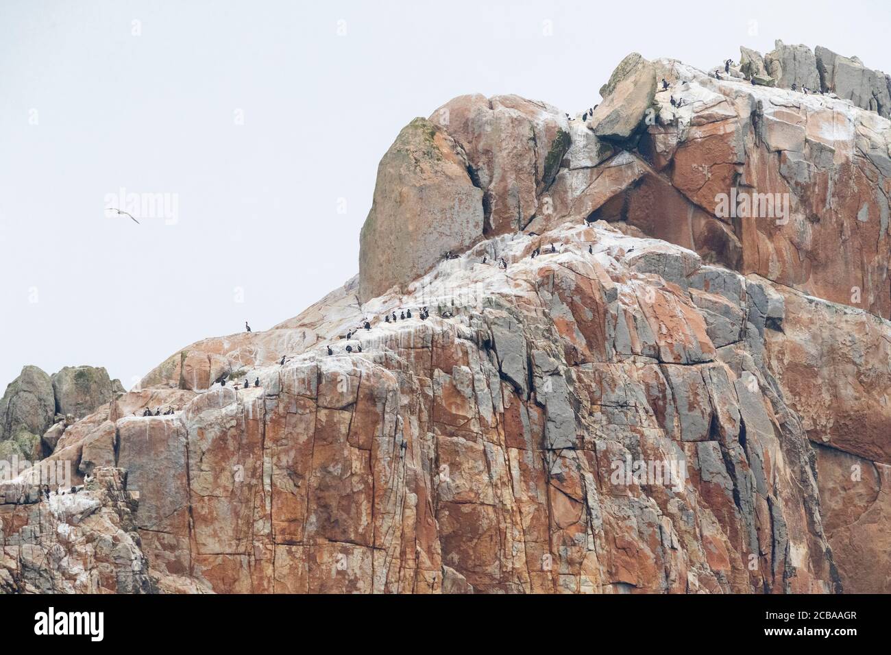Bounty Shag (Phalacrocorax ranfurlyi, Leucocarbo ranfurlyi), Clifftop ...