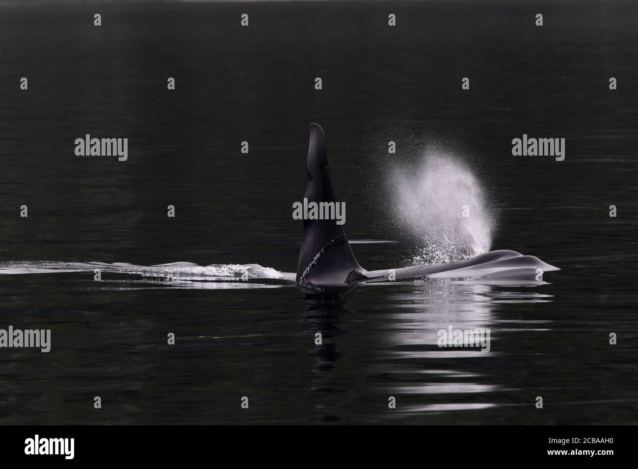 Air breathing animals hi-res stock photography and images - Alamy