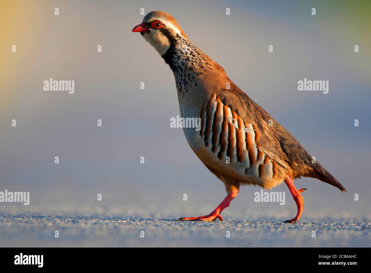 red-legged partridge (Alectoris rufa), walking, Spain, Extremadura ...