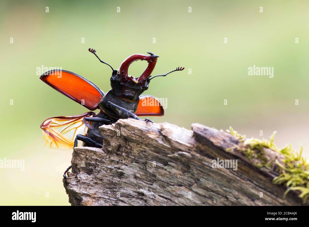 stag beetle, European stag beetle (Lucanus cervus), male ready for ...